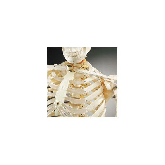 Budget Bucky Skeletons – Tartan Group